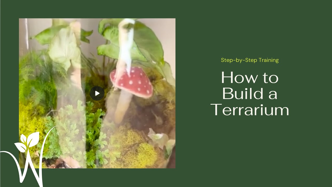 How to Build a Closed Terrarium - YouTube
