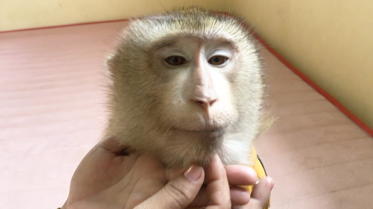 Hilarious Jason Shy Closer Look When Mom Pinch Jaw To Show Mouth After ...