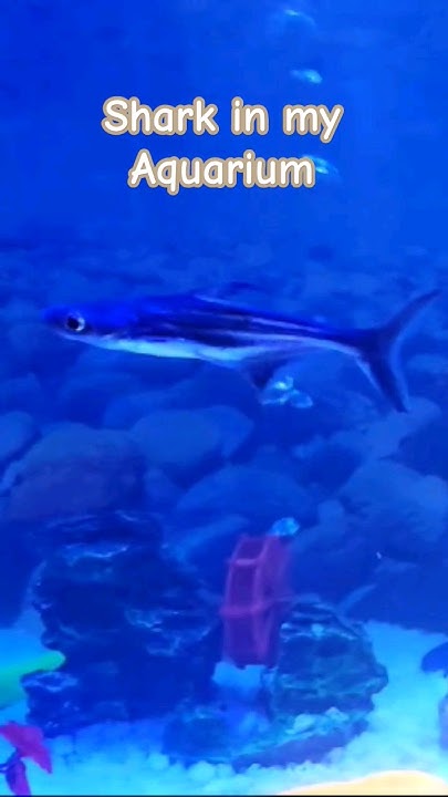 i got shark in my Aquarium!!#subscribe #shorts - YouTube