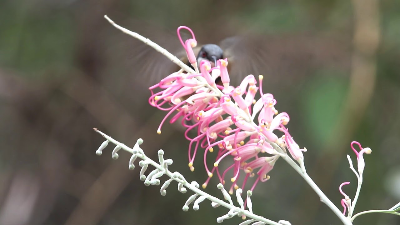 Hovering Honeyeaters - Australian Hummingbirds - YouTube