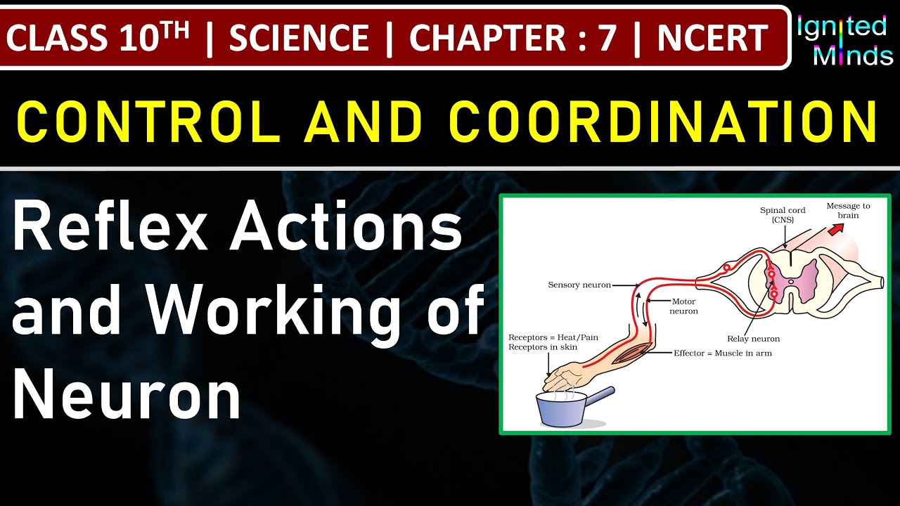 Class 10th Science | Reflex Actions | Working of Neuron | Chapter 7 ...