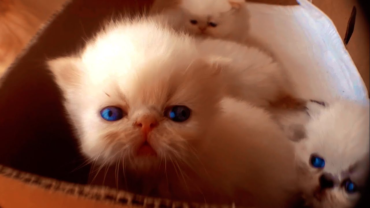 Adorable Himalayan kittens - YouTube