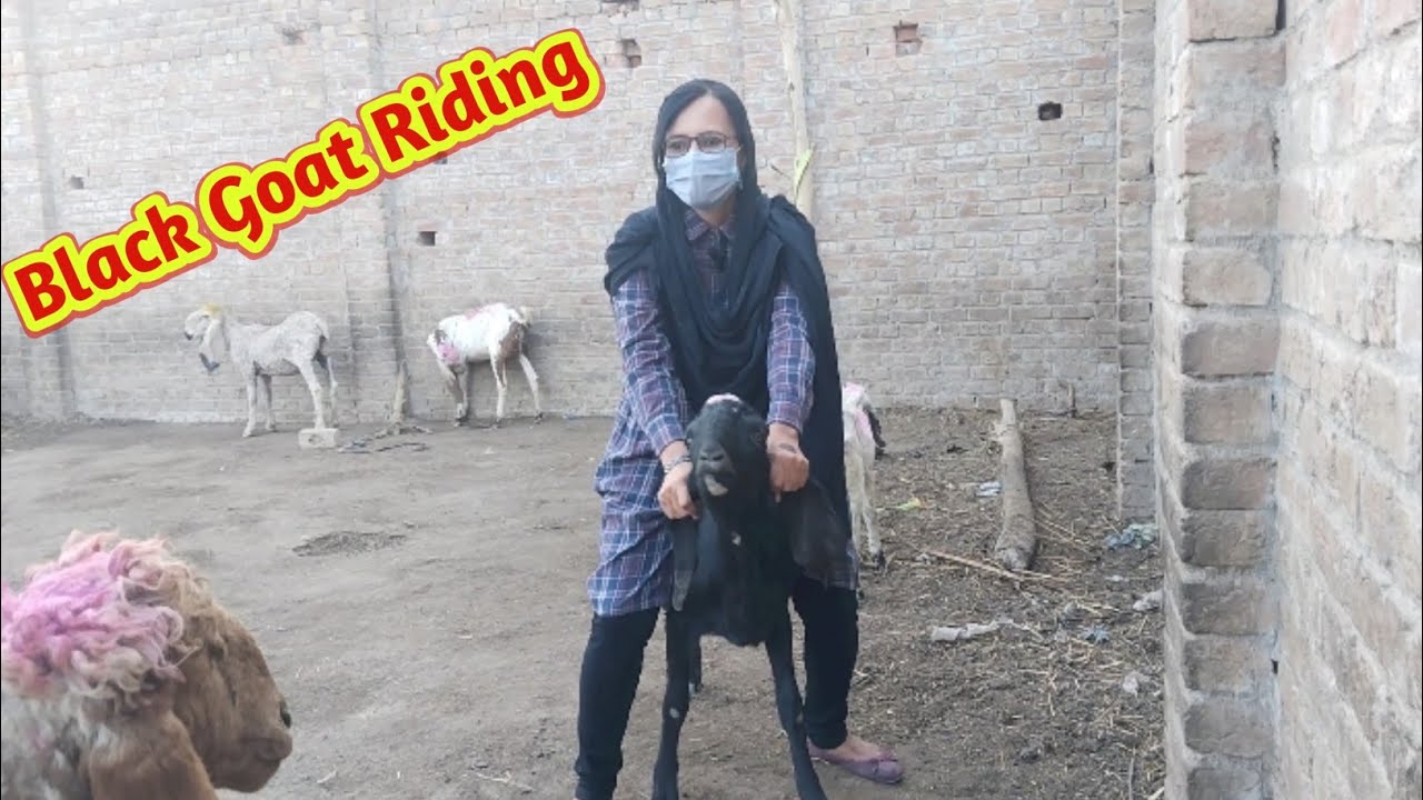 Black Goat Riding Requested Vlogll Rj imrana official - YouTube