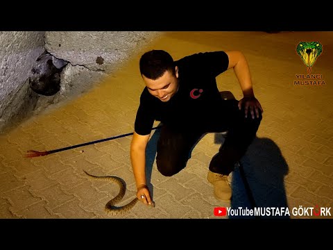 Zehirli Engerek Yılanı kurtarma operasyonu - Yılan videoları