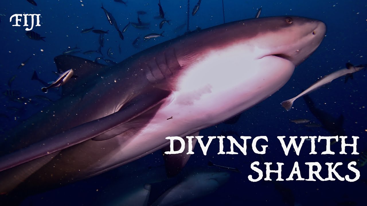 Scuba diving with dozens of scary sharks in South Pacific - YouTube