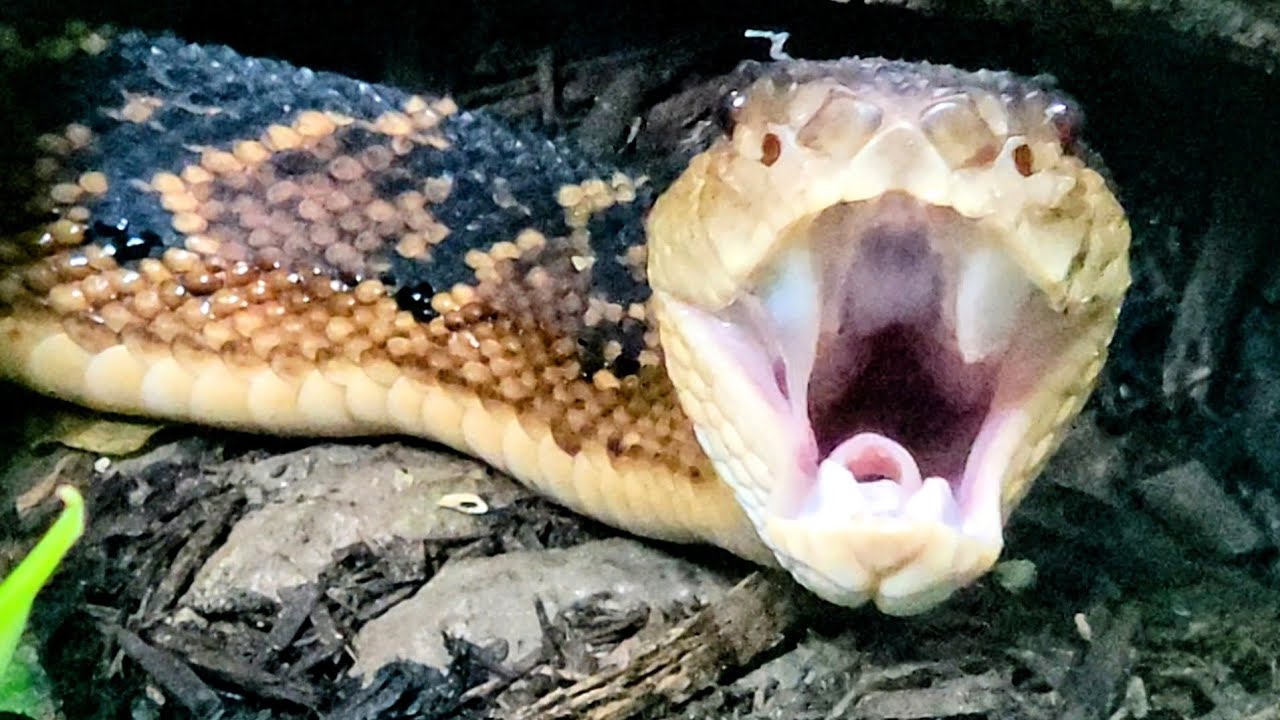 Have You Ever Seen a Pit Viper Flexing Fangs and Drinking Water? Close ...