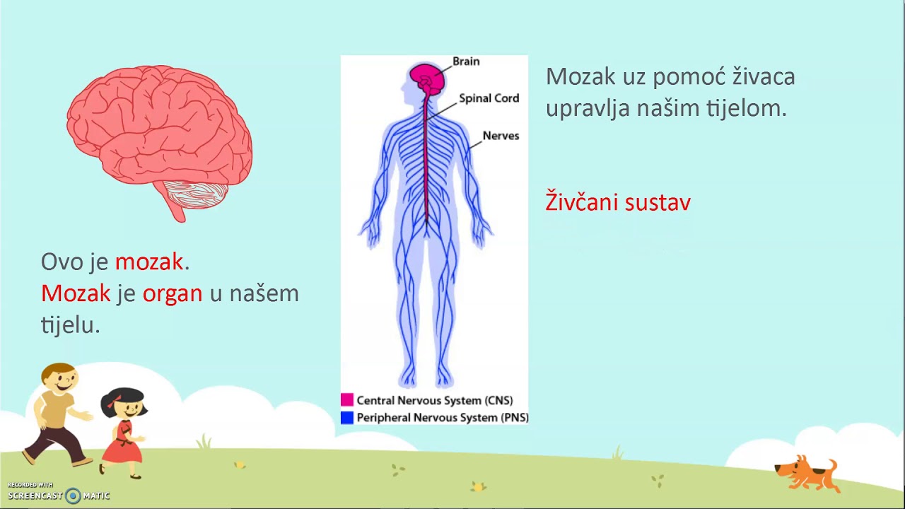 Ljudsko tijelo - YouTube