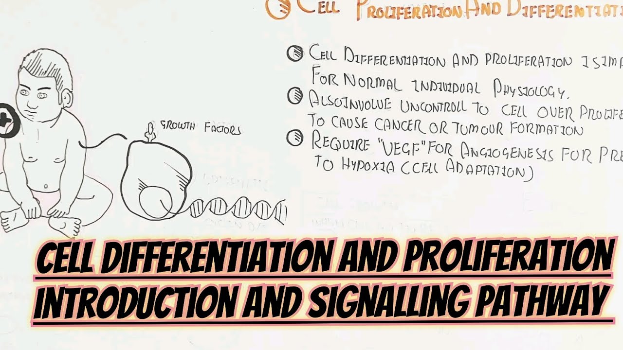 Cell Differentiation And Proliferation Signalling Pathway ...