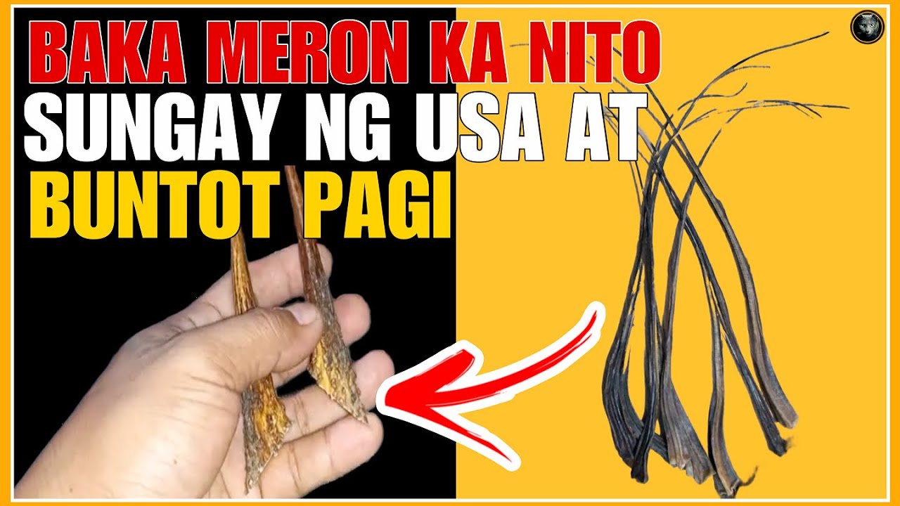 BAKA MERON KA NG BUNTOT PAGI AT SUNGAY NG USA MERON PALANG TAGALAY NA ...