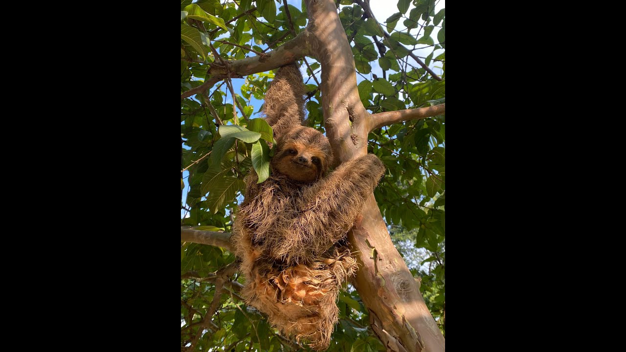 15 interesting facts about Sloths - YouTube