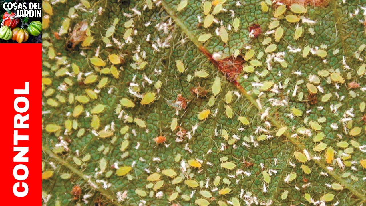 4 metodos organicos para erradicar el pulgon de tu huerto ...