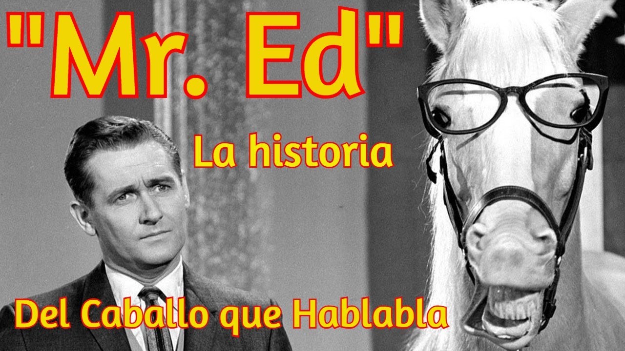 SECRETOS DEL CABALLO MISTER ED - COMO SE ORIGINÓ LA SERIE Y COMO ...
