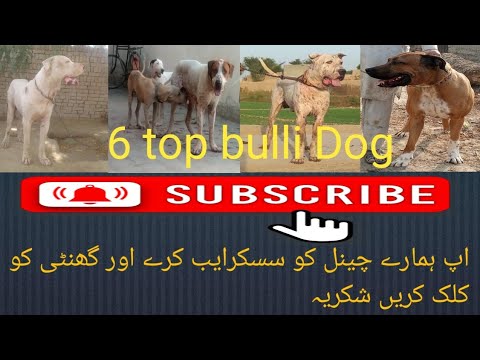 @ Pakistan top 6 bulli Dog @ bhot nasli bulli Dog AP hamary chynl ko ...