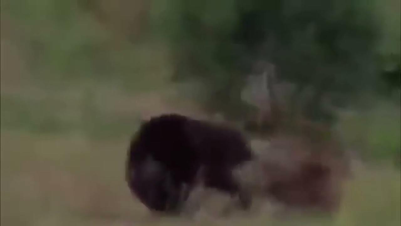 León Vs Oso Negro ⚖ Round 1 - YouTube