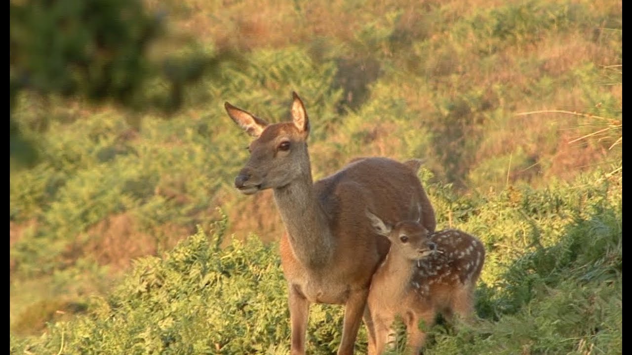 "The Exmoor Red Stag" trailer for a new film from www.redstagsafari.co ...