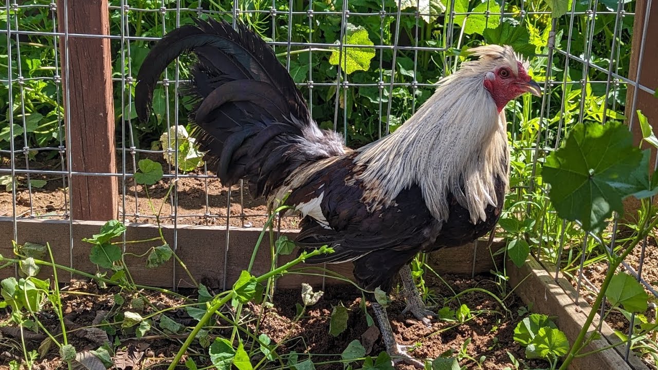 Flarry Eye Grey "Toppy" Rooster - YouTube