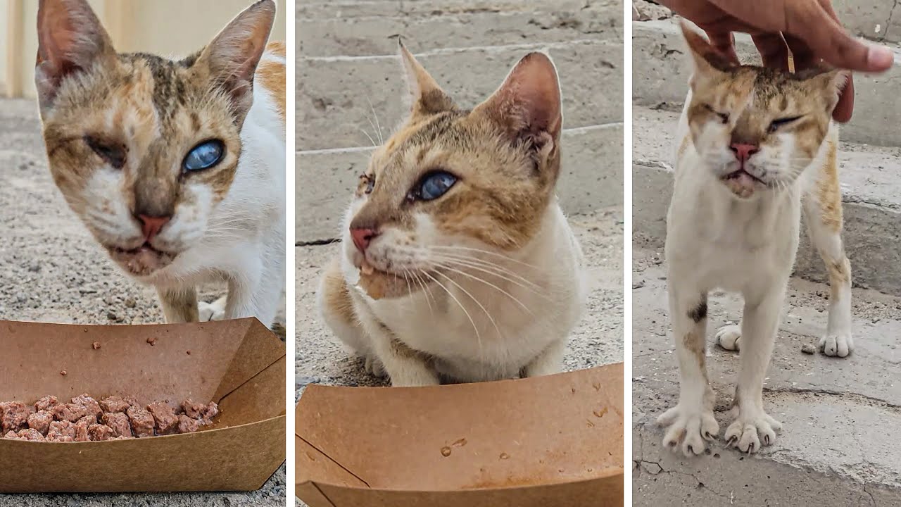 I feed this one-eyed cat every day! - YouTube