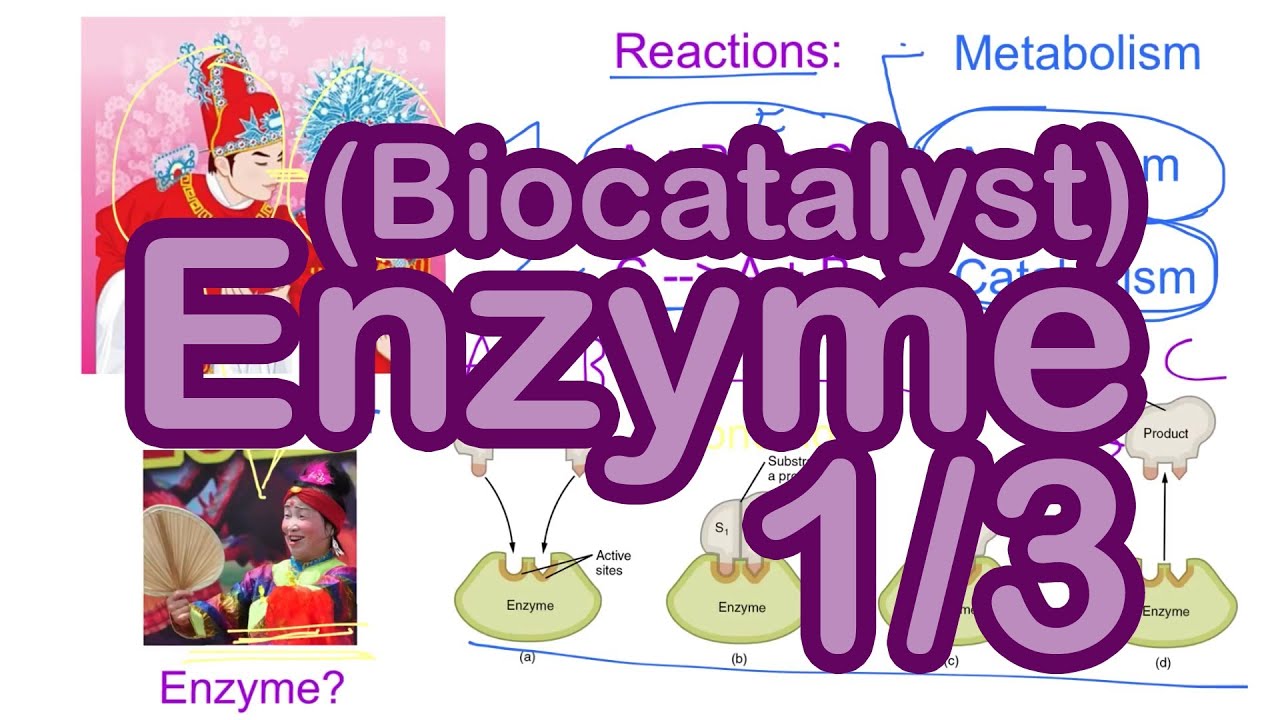 DSE Bio 【生物王】 Unit 2.1 什麼是酶？(中文字幕) What is enzyme?(English subtitle ...