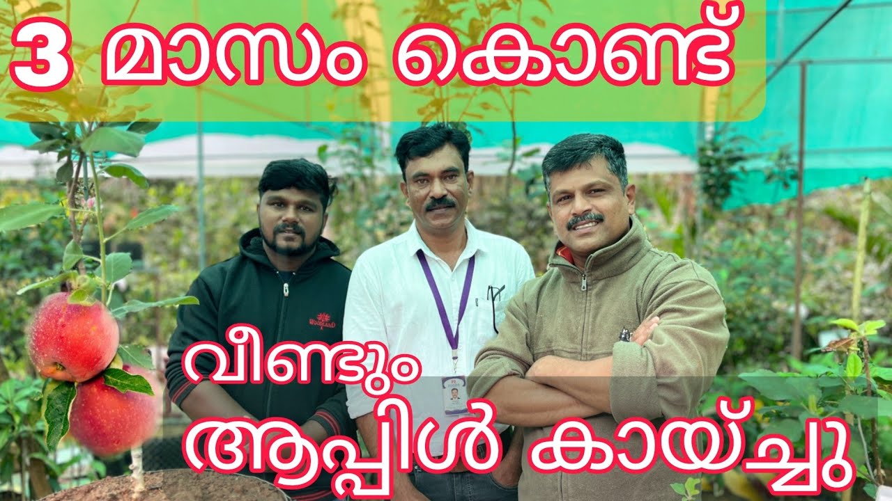 Apple fruited within three months / Plants Avilable MOB:9048505848 ...