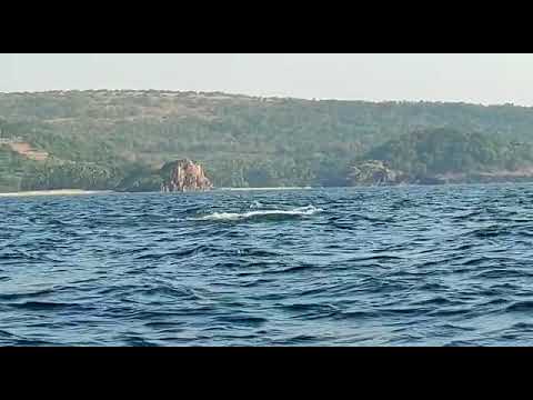 Dolphin 🐬 A viral video on Whatsapp