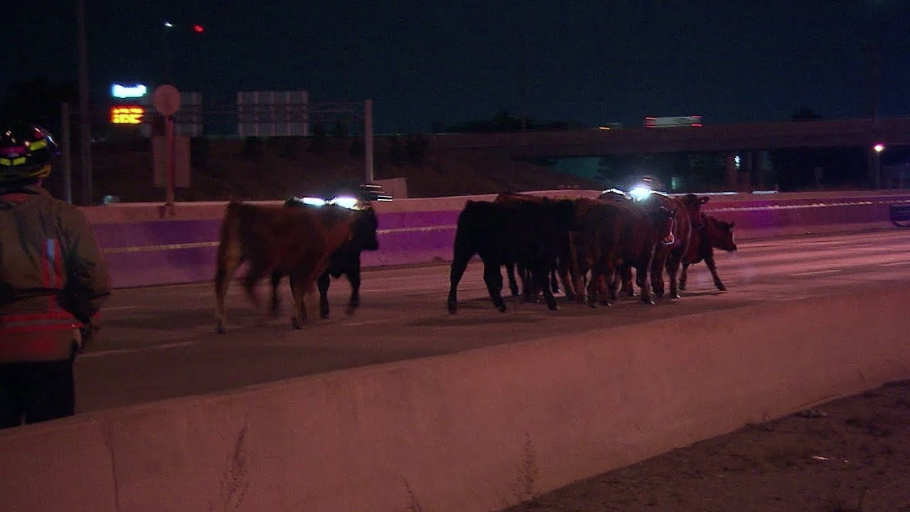 Herd Of Cows Gets Loose On Highway 401 | Heavy Rescue: 401 - YouTube