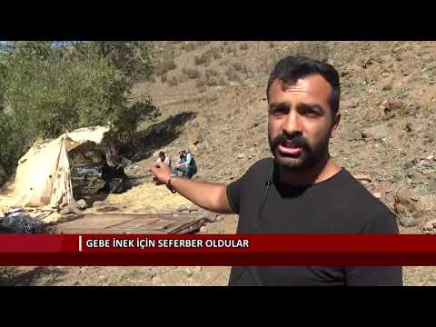Gebe inek için seferber oldular