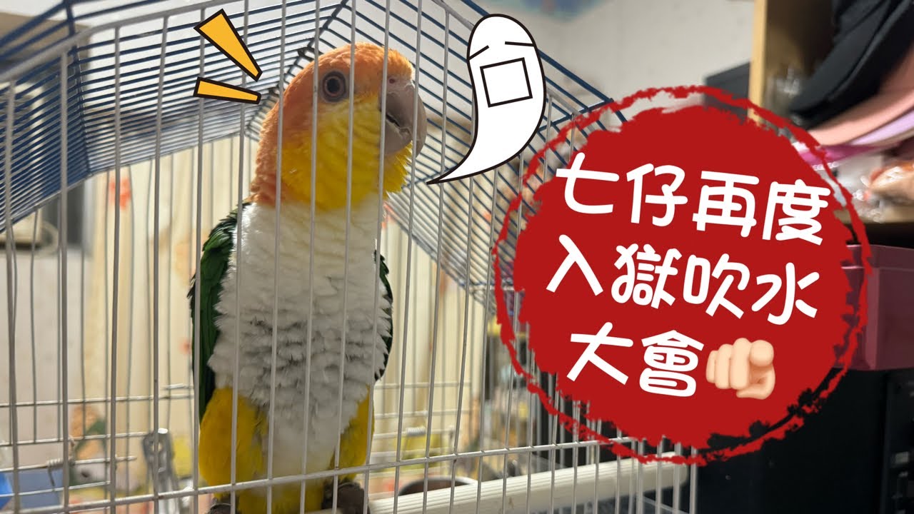 七仔再度入獄吹水大會🦜 Youtube 4100