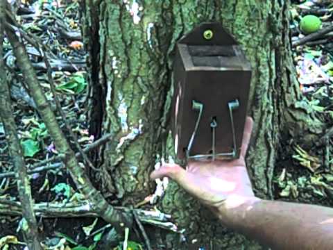 Weasel Trapping 002 - YouTube