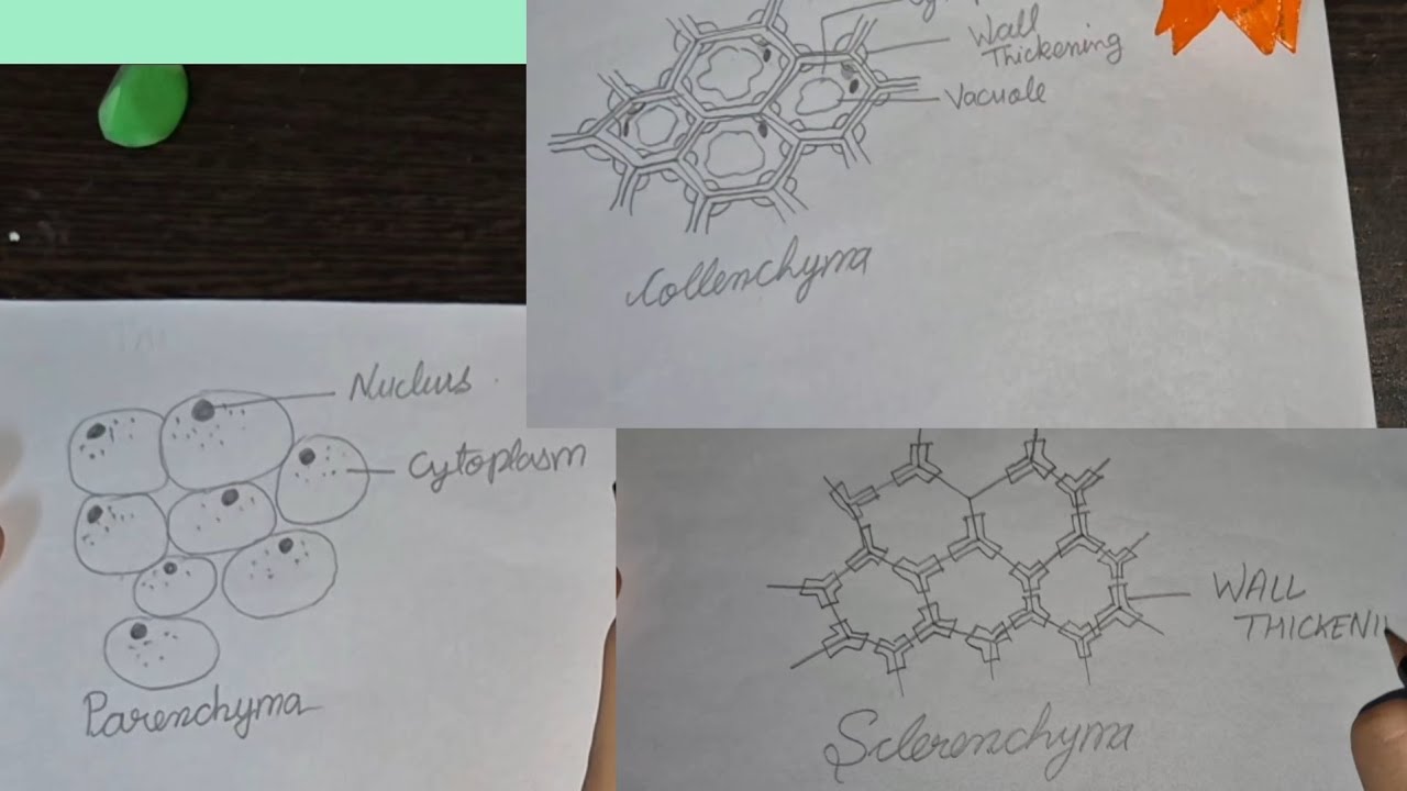 DRAWING of SIMPLE PERMANENT TISSUES. DRAW PARENCHYMA, COLLENCHYMA and ...