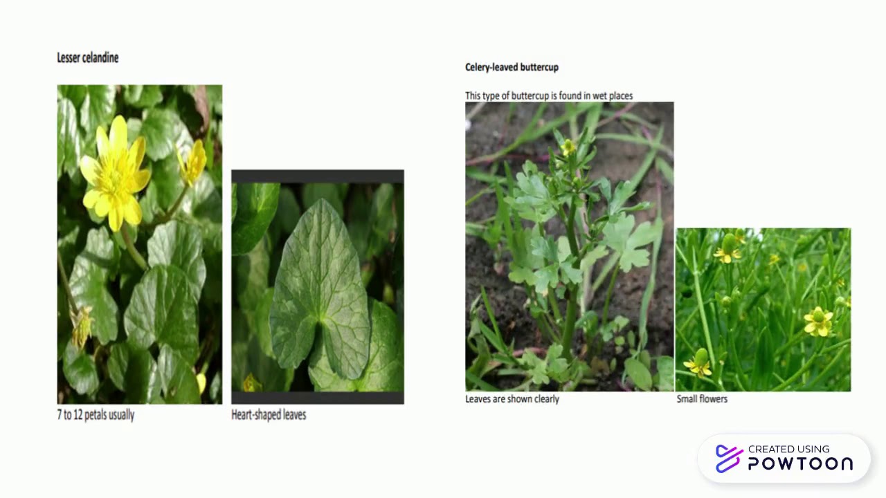 Buttercup Classification Key - YouTube