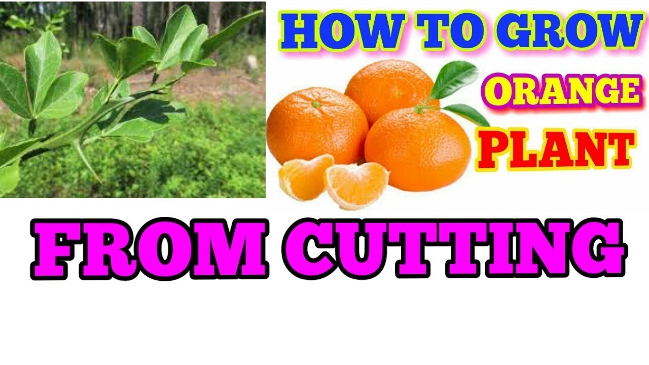 How To Grow Orange Plant From Cutting - YouTube