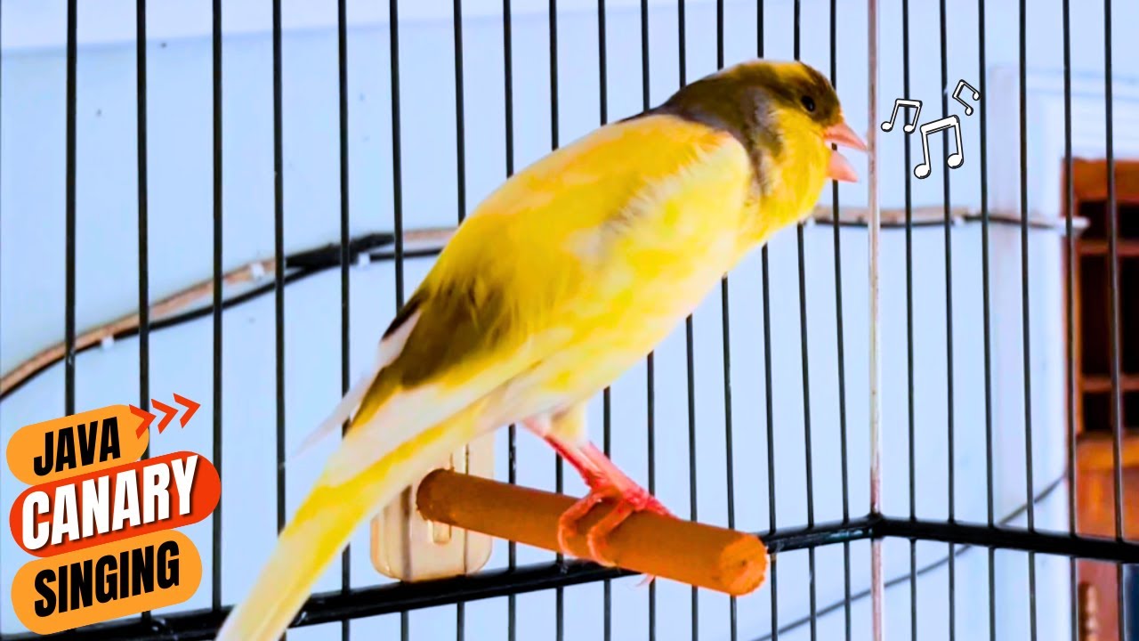 Canary Singing Bird Sounds - YouTube