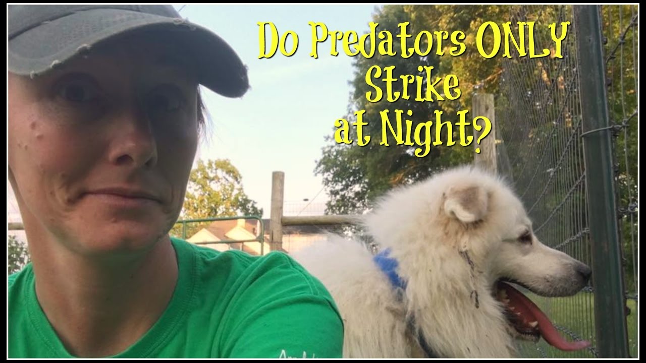 Do Predators Strike Only at Night? - YouTube