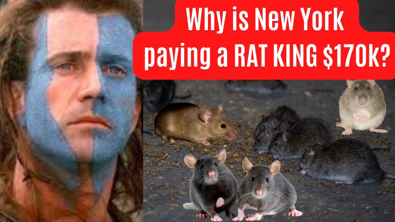 NYC to pay up to $170,000 to hire a rat czar with "swashbuckling ...