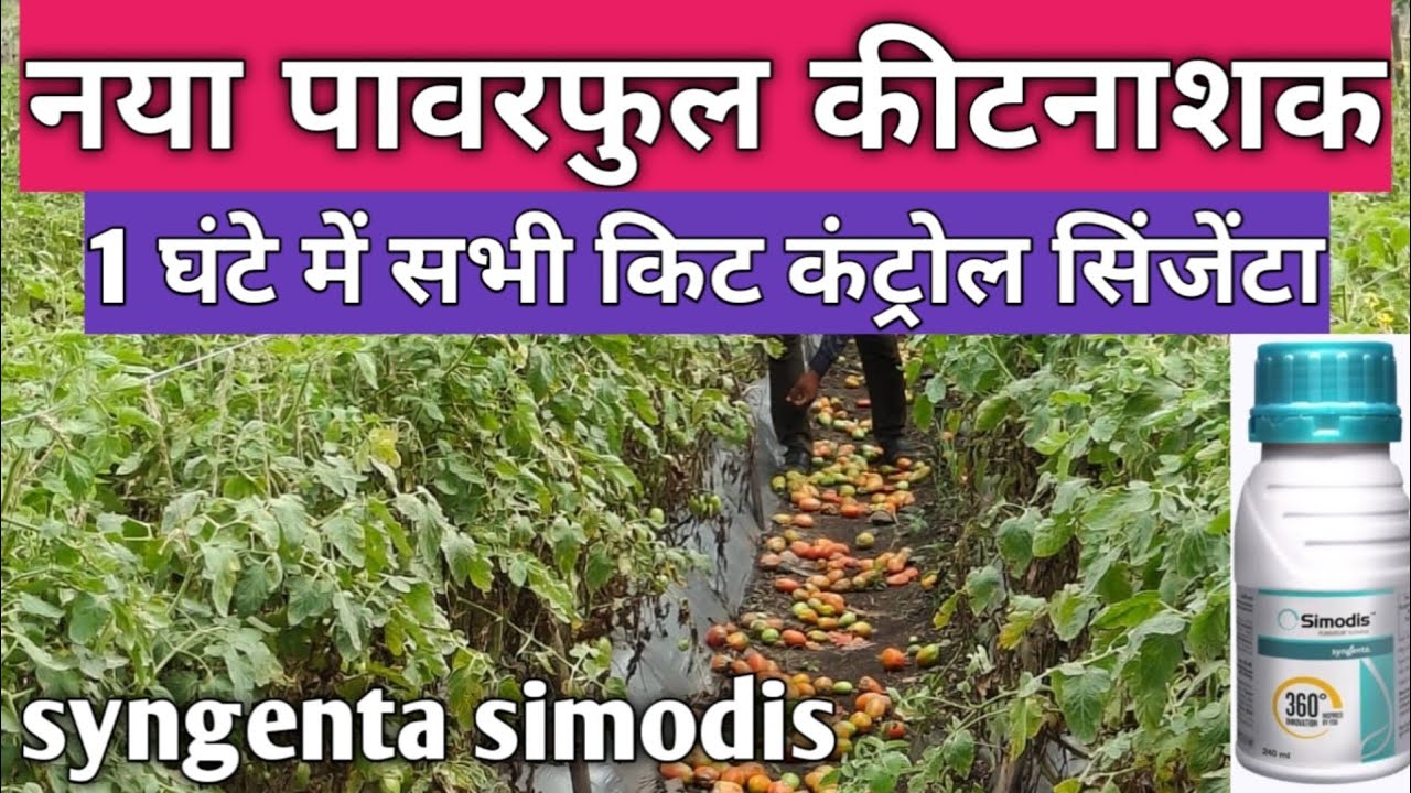 Syngenta New Insecticide 2024 |Simodis insecticide | Isocycloseram ...