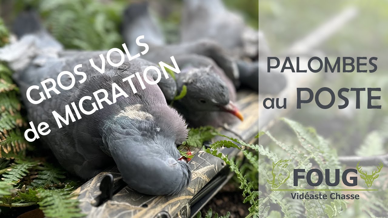 PALOMBES au POSTE en MIGRATION | Chasse 2023 - YouTube