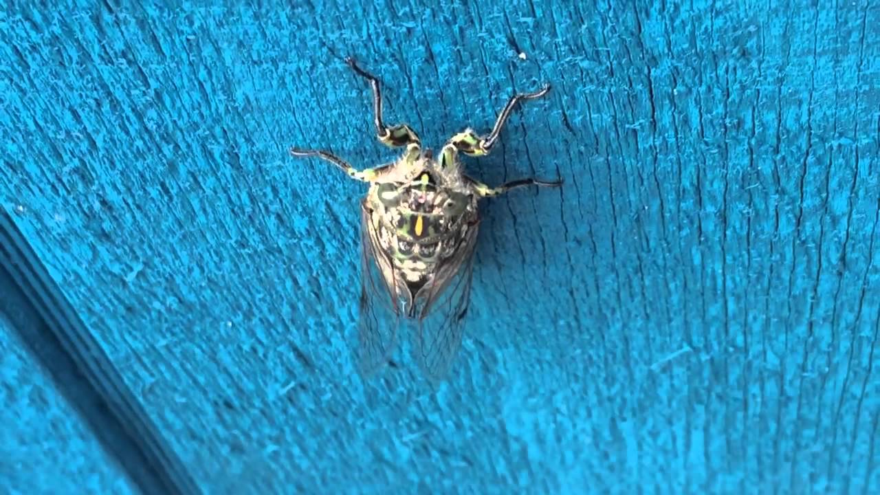 Loud cicada Singing Wellington - YouTube