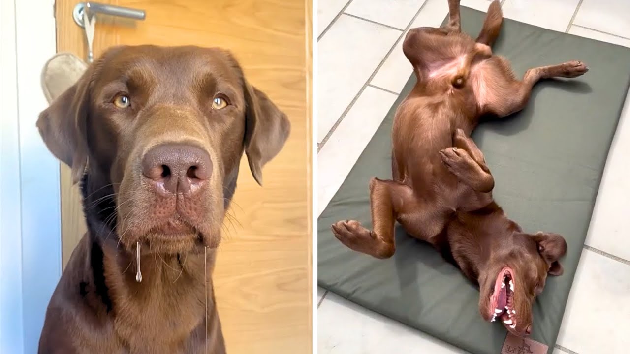 Labrador Retriever 🐶 Perfect Dog for Newbies? | 1 Minute Animals - YouTube