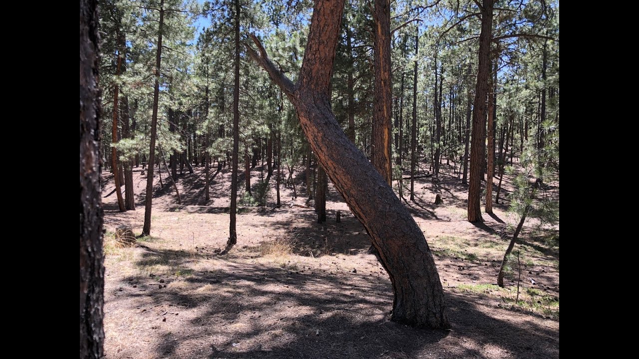 Explore Our Parks - Culturally Modified Trees - YouTube