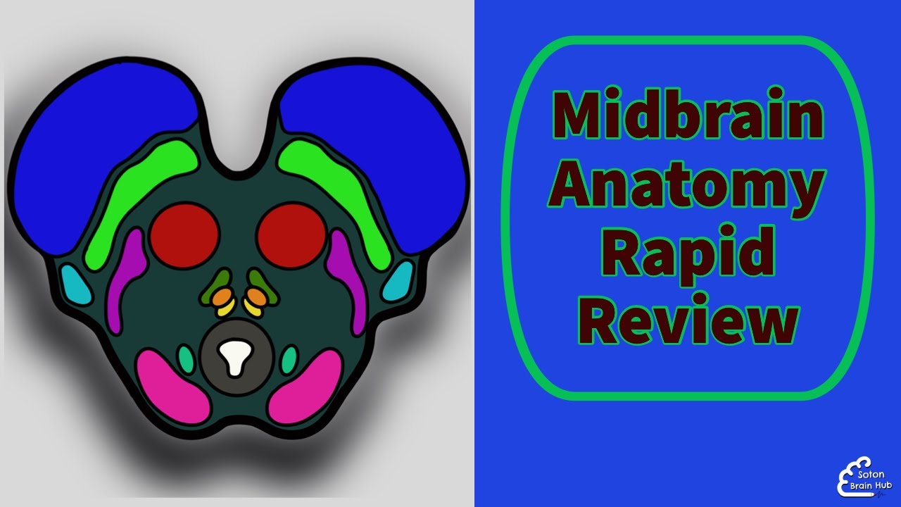 Functional Midbrain Anatomy: Rapid Review - YouTube