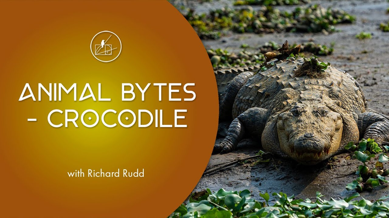 Animal Bytes - Crocodile - YouTube