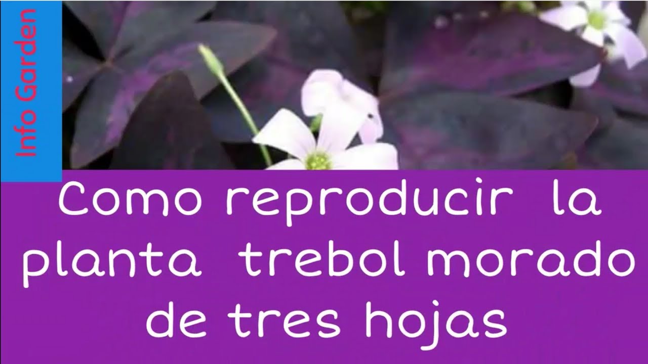 Como cuidar y reproducir la planta trebol morado de tres hojas(Oxalis ...