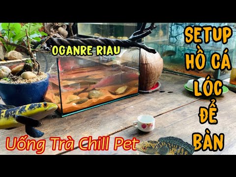 Setup hồ Cá Lóc để bàn uống trà Oganre Riau-Chim Chào Mào gen Thái ...