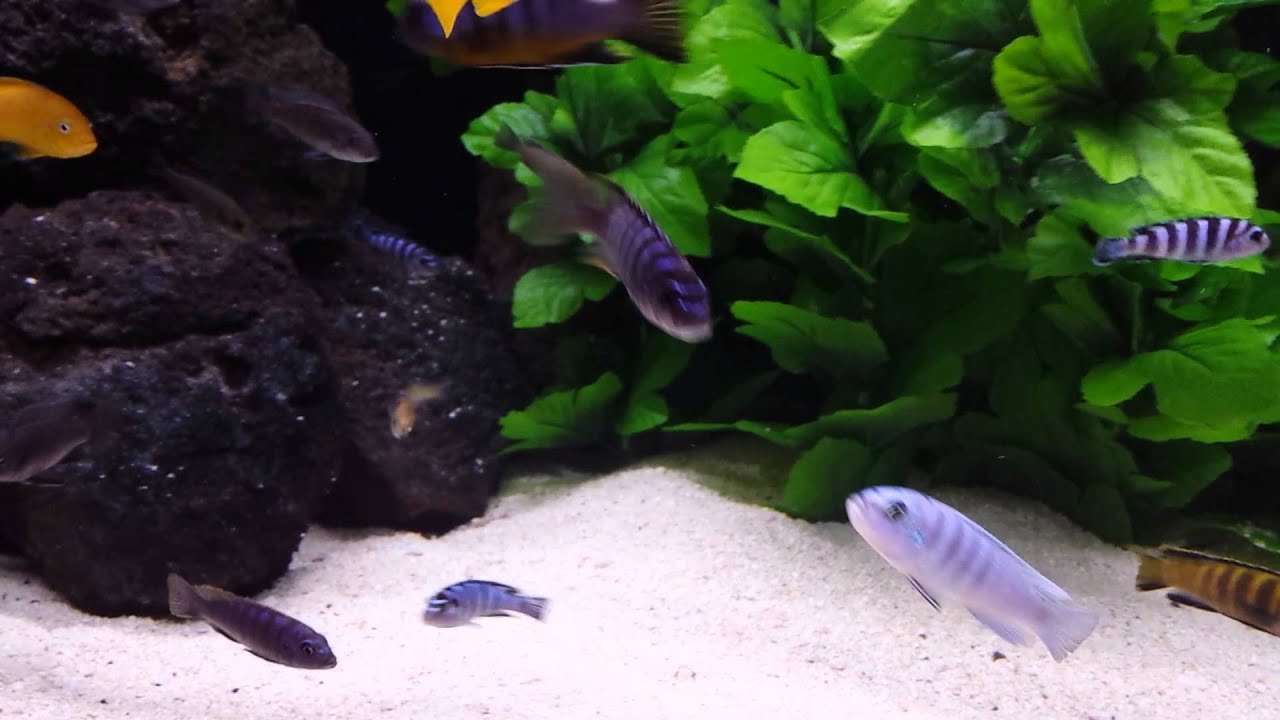 Wild Metriaclima Chilumba Mphanga Rocks female - YouTube