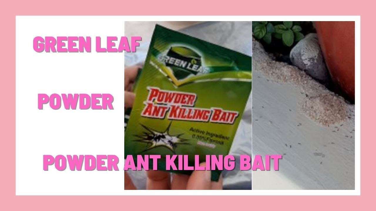 GREENLEAF POWDER ANT KILLING BAIT EFFECTIVE INSECT KILLER MURA AT ...