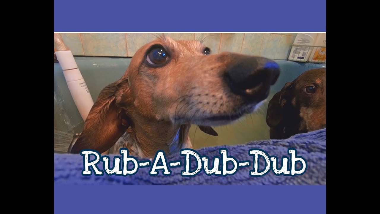 Rub-A-Dub-Dub - Bathing Dachshunds - YouTube