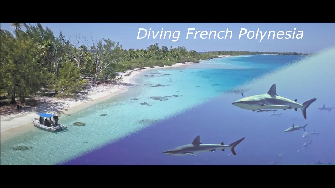 Scuba Diving, French Polynesia (4K) - YouTube