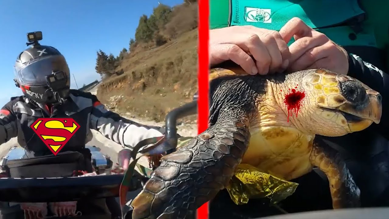 People Saving Animal's Compilation 2021 / Animal Rescue 🦭 - YouTube