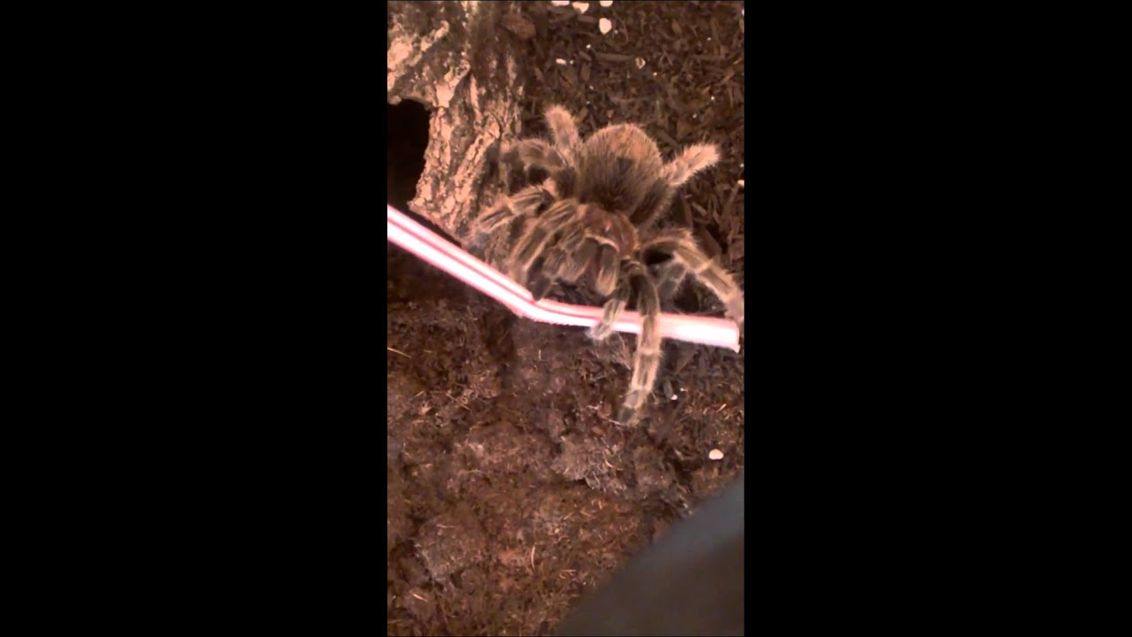 Tarantula attacks - YouTube