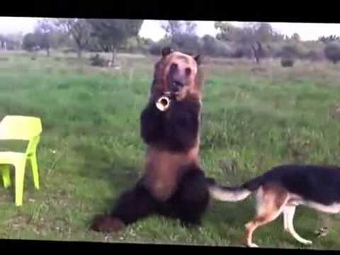 Dostcanlısı Komik Ayı